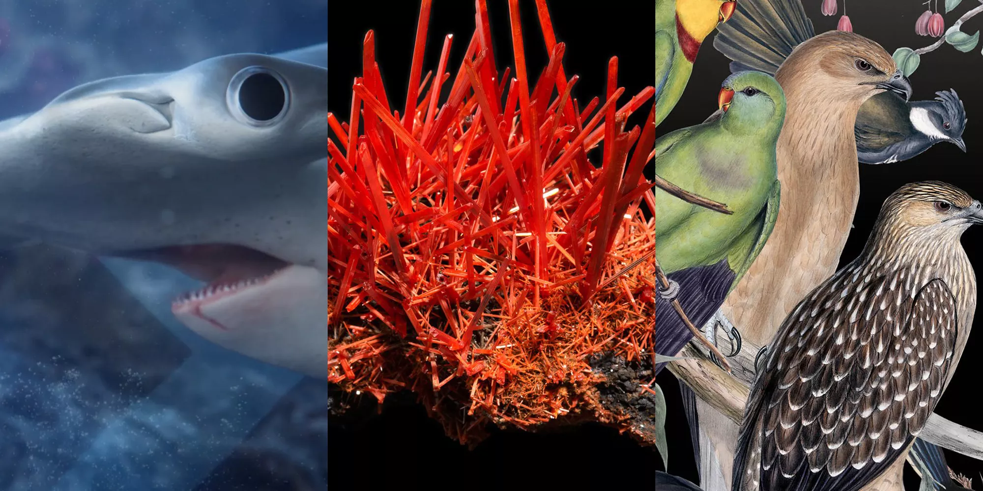 Australian Museum Digital Publication - The Interaction Consortium